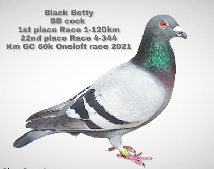 Stock Birds | Northern Gold Coast | Hudson Lofts